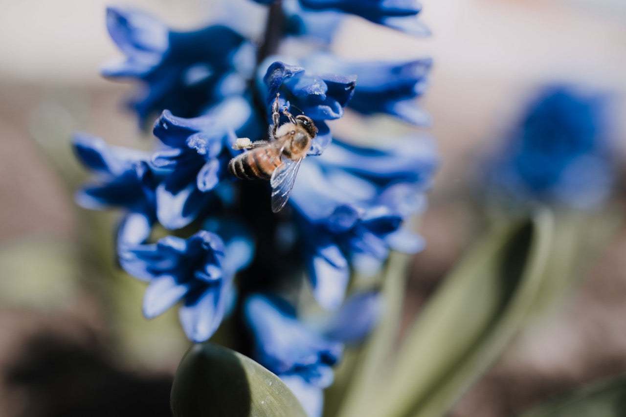 PRINT Beekeeping Primary Level Unit Study – Harbor and Sprout