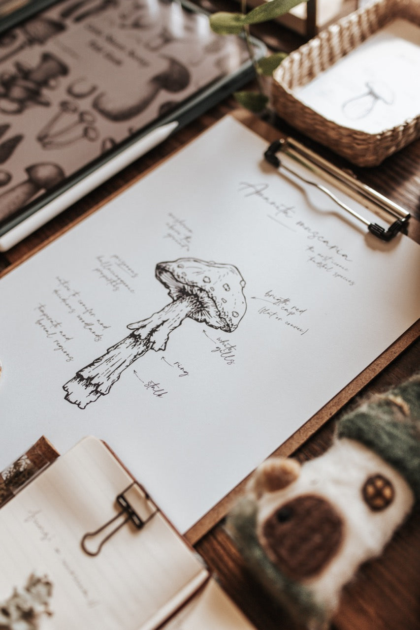 Mycology & Herbology – Harbor and Sprout