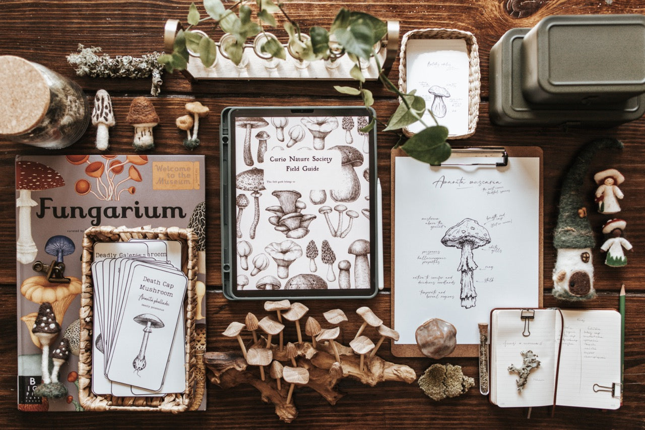Curio Nature Society Field Guide Issue 8- FUNGI – Harbor and Sprout