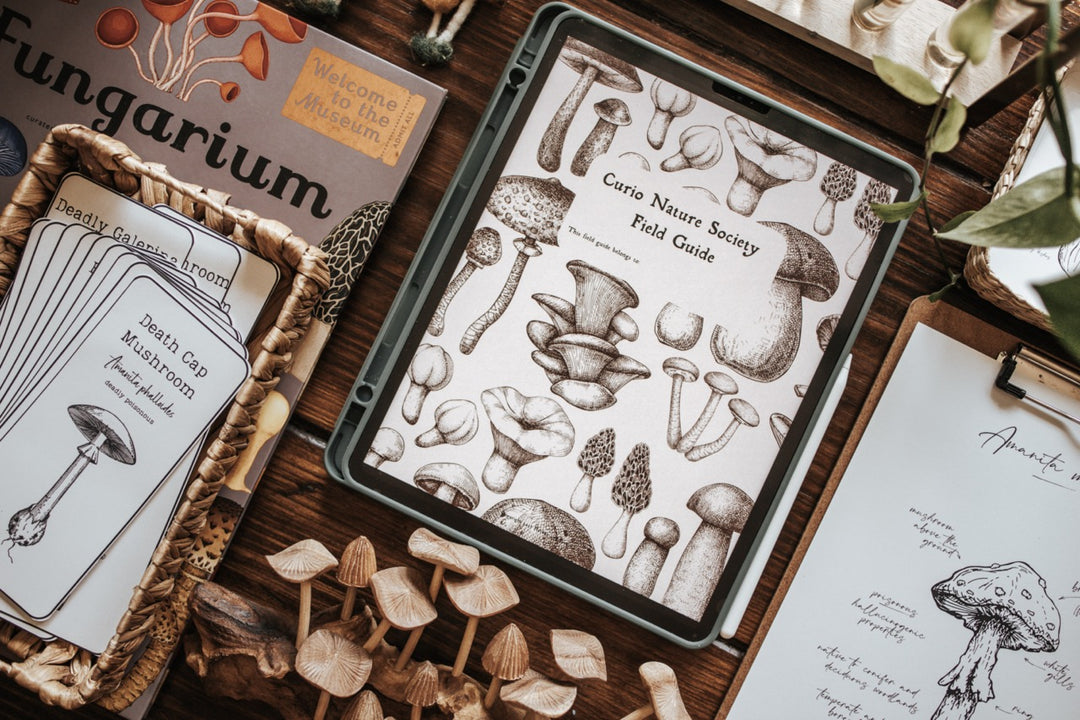 Curio Nature Society Field Guide Issue 8- FUNGI – Harbor and Sprout