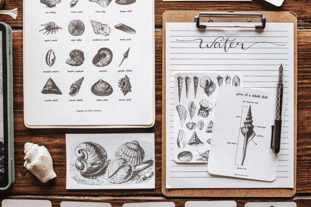 Seashell Study – Harbor and Sprout