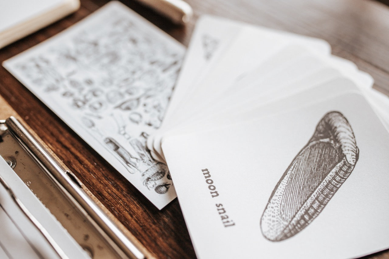 Seashell Study – Harbor and Sprout