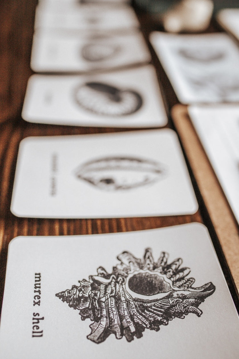 Seashell Study – Harbor and Sprout