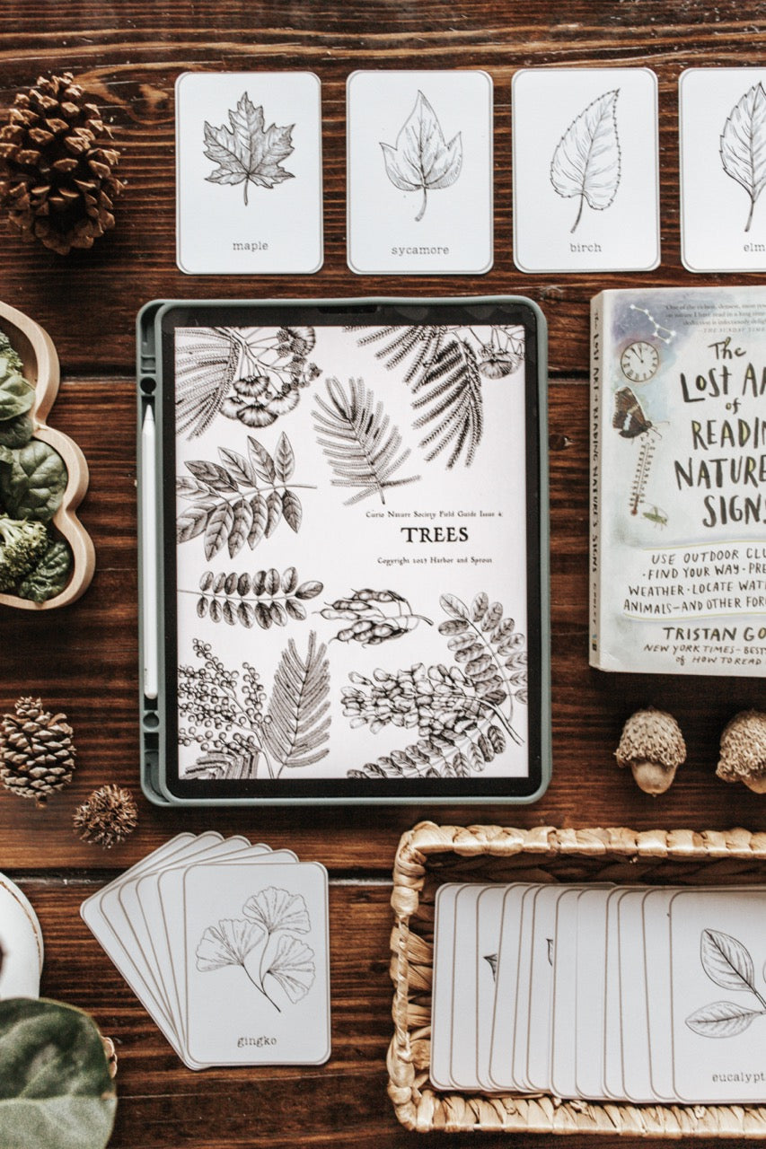 Leaf Identification Cards – Harbor and Sprout