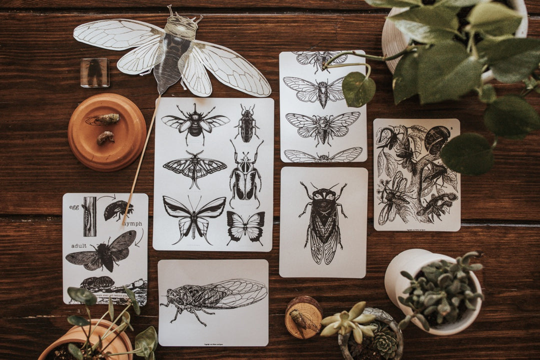 Cicada Study – Harbor and Sprout