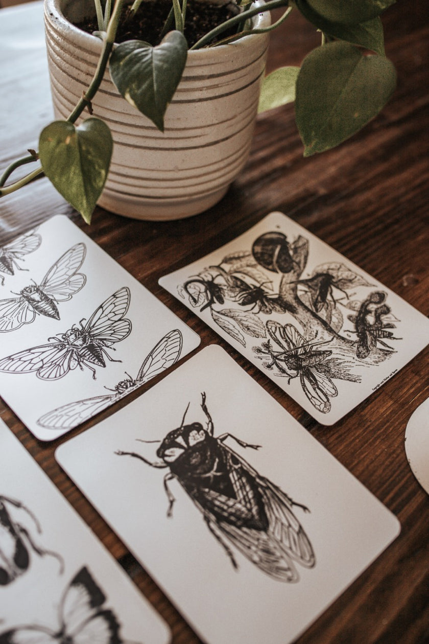 Cicada Study – Harbor and Sprout