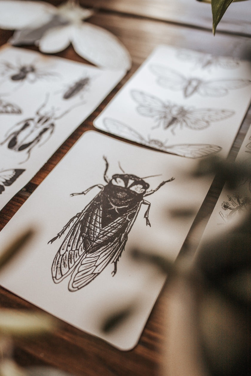 Cicada Study – Harbor and Sprout