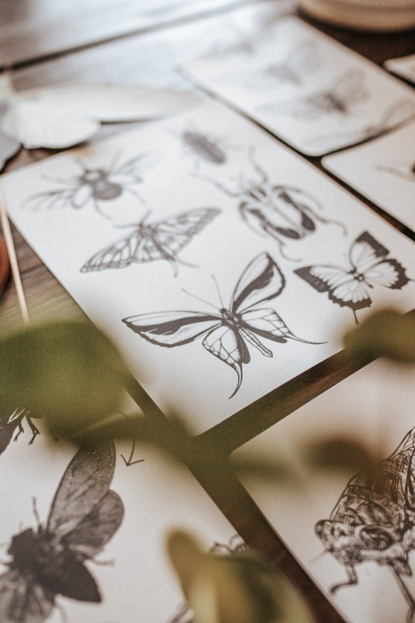 Cicada Study – Harbor and Sprout