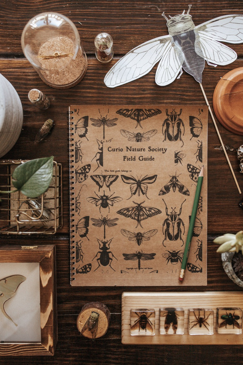 Curio Nature Society Field Guide Issue 10- INSECTS – Harbor and Sprout
