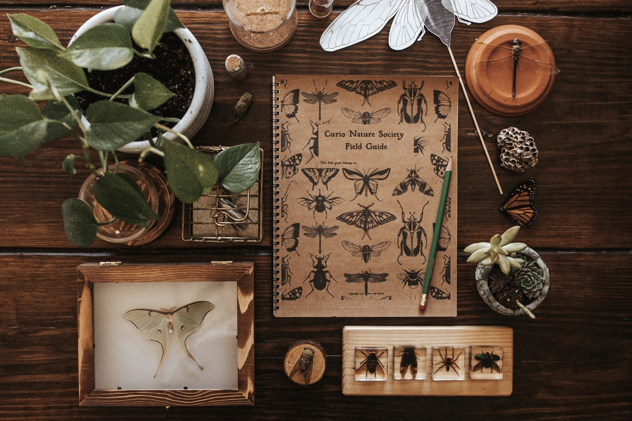 Curio Nature Society Field Guide Issue 10- INSECTS – Harbor and Sprout