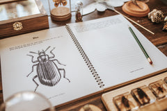 Curio Nature Society Field Guide Issue 10- INSECTS – Harbor and Sprout