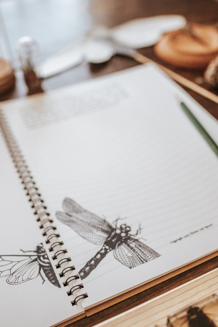 Curio Nature Society Field Guide Issue 10- INSECTS – Harbor and Sprout