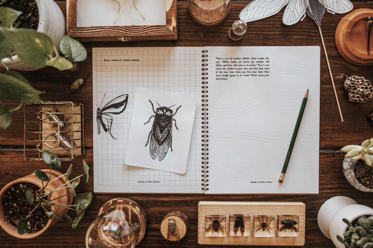 Curio Nature Society Field Guide Issue 10- INSECTS – Harbor and Sprout