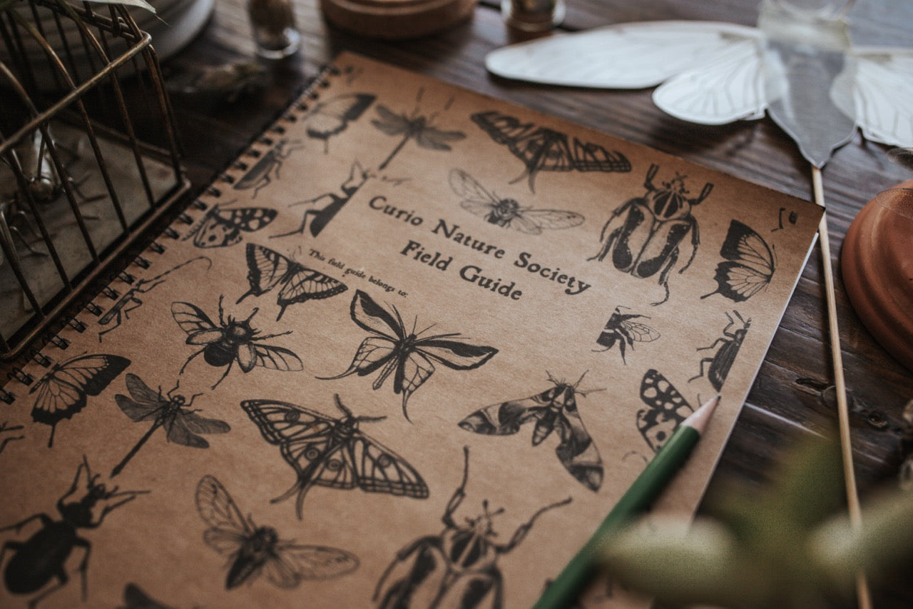 Curio Nature Society Field Guide Issue 10- INSECTS – Harbor and Sprout
