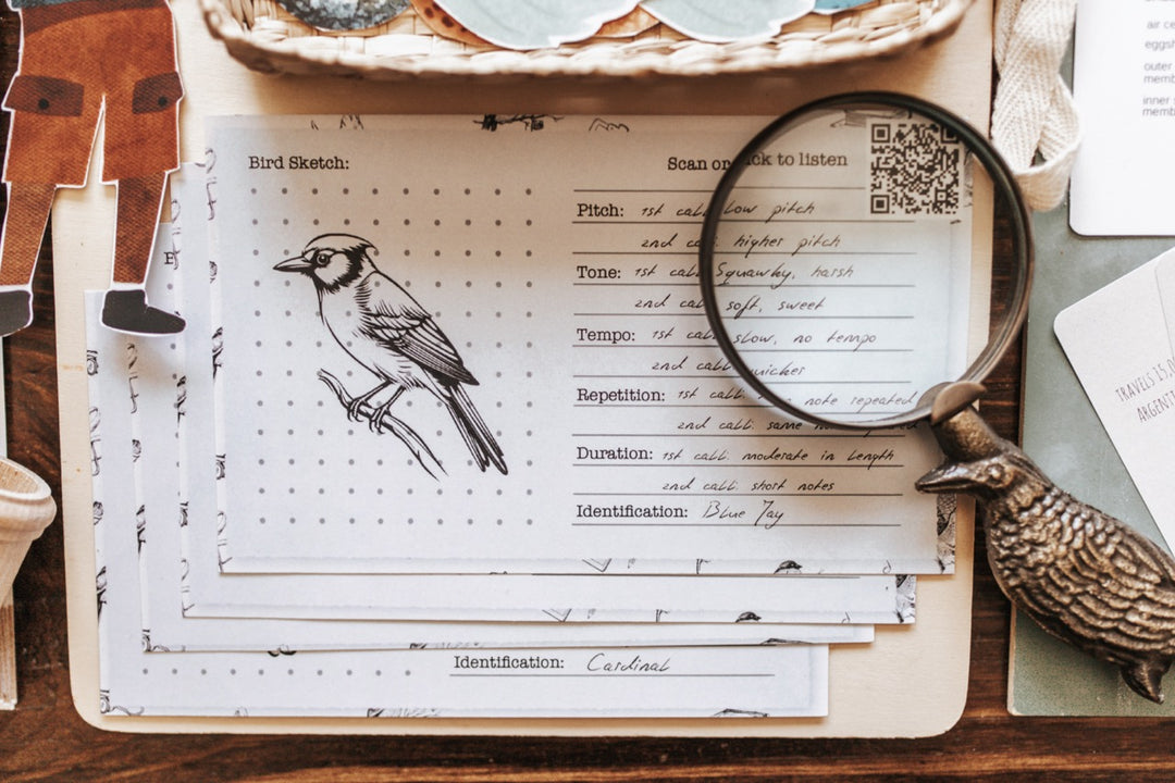 Ornithology Patchwork Study – Harbor and Sprout