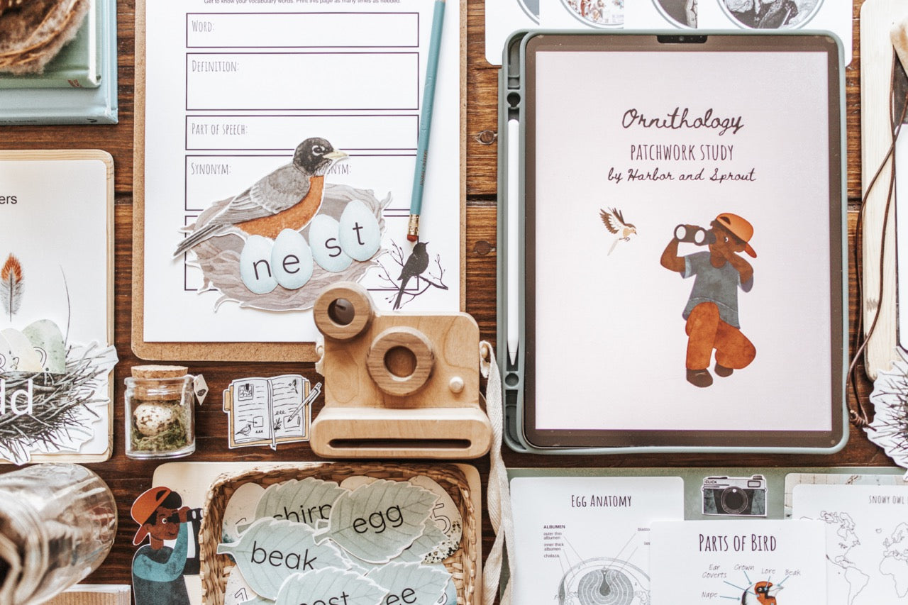 Ornithology Patchwork Study – Harbor and Sprout