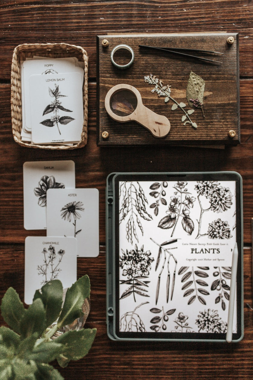 Curio Nature Society Field Guide Issue 6- PLANTS – Harbor and Sprout