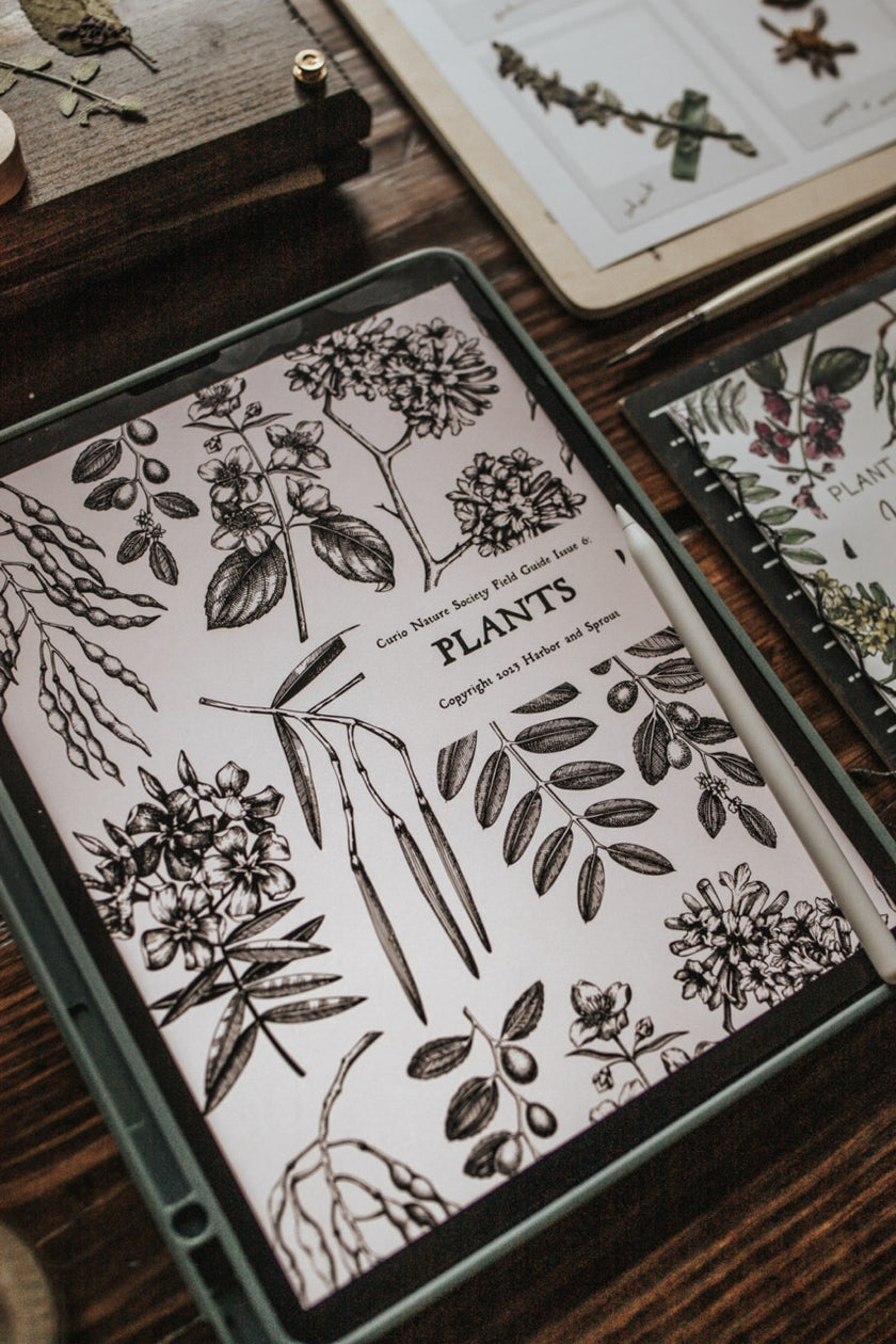 Curio Nature Society Field Guide Issue 6- PLANTS – Harbor and Sprout