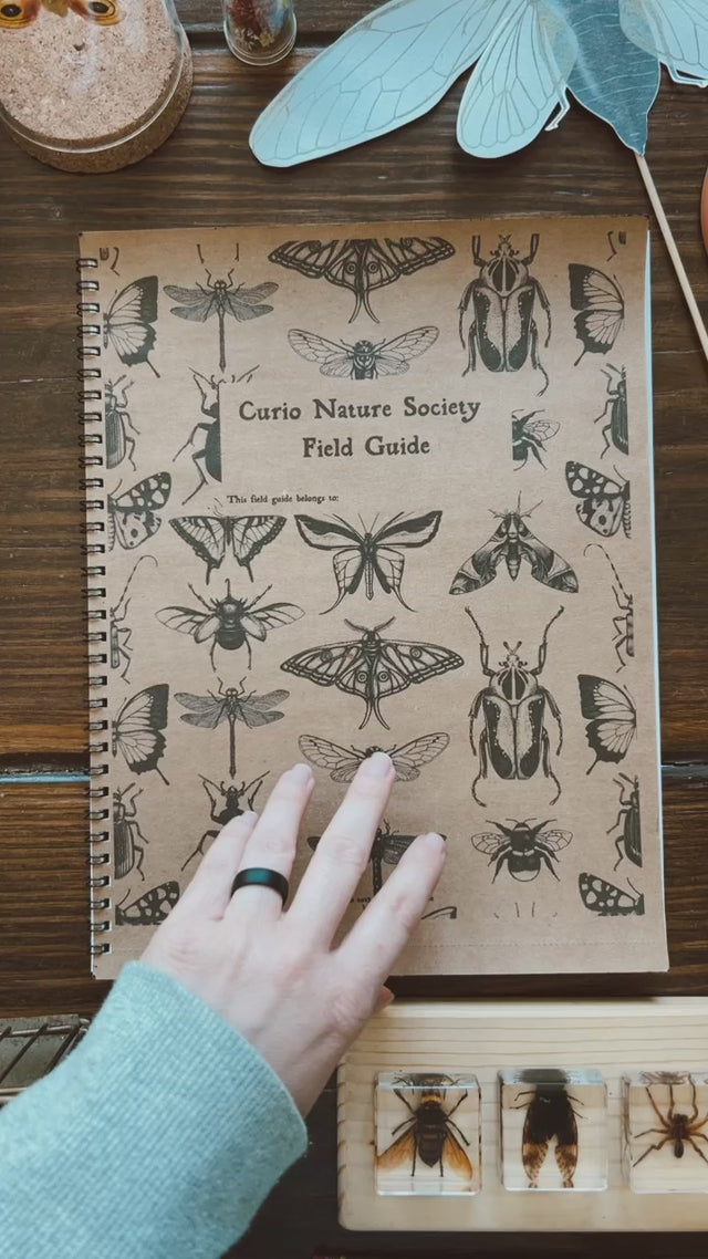 Curio Nature Society Field Guide Issue 10- INSECTS – Harbor and Sprout