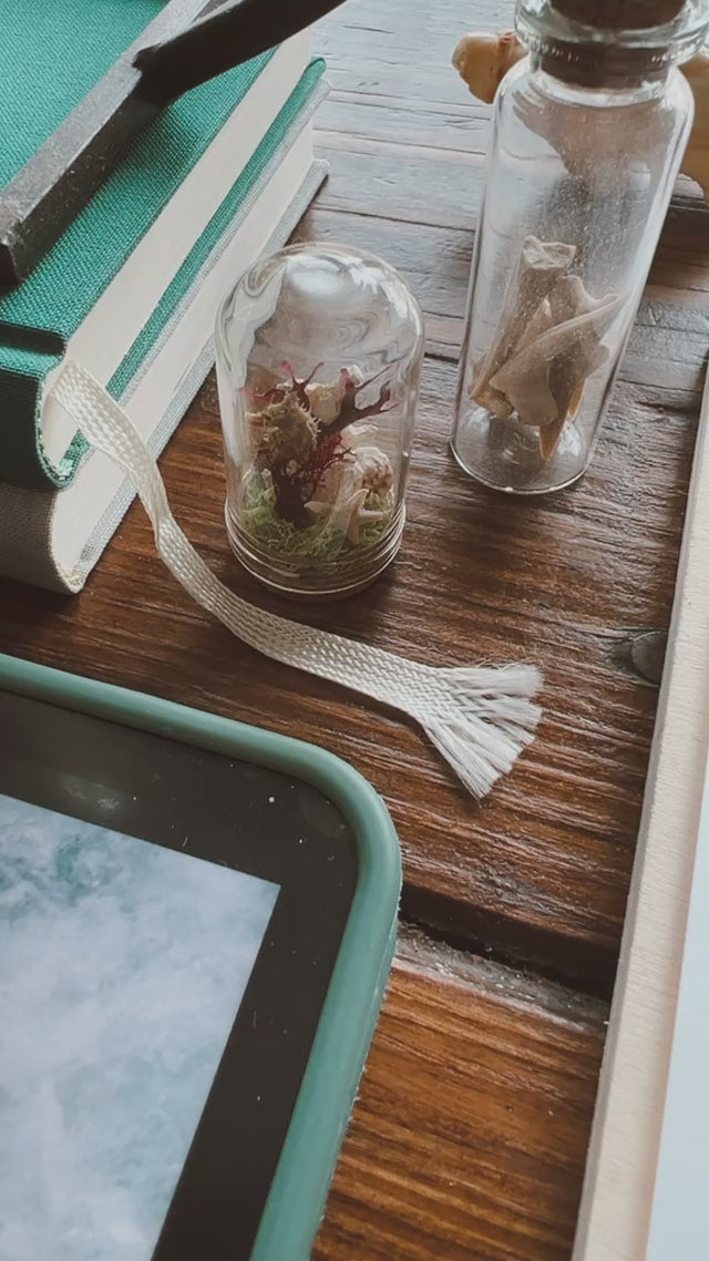 Seashell Study – Harbor and Sprout