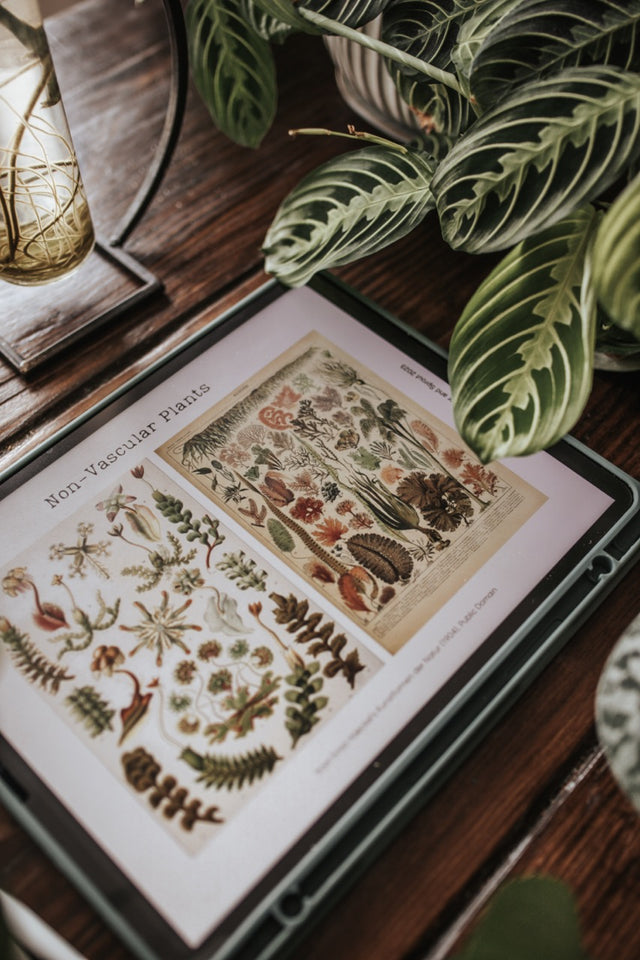 DIGITAL Botany Secondary Level Unit Study – Harbor and Sprout