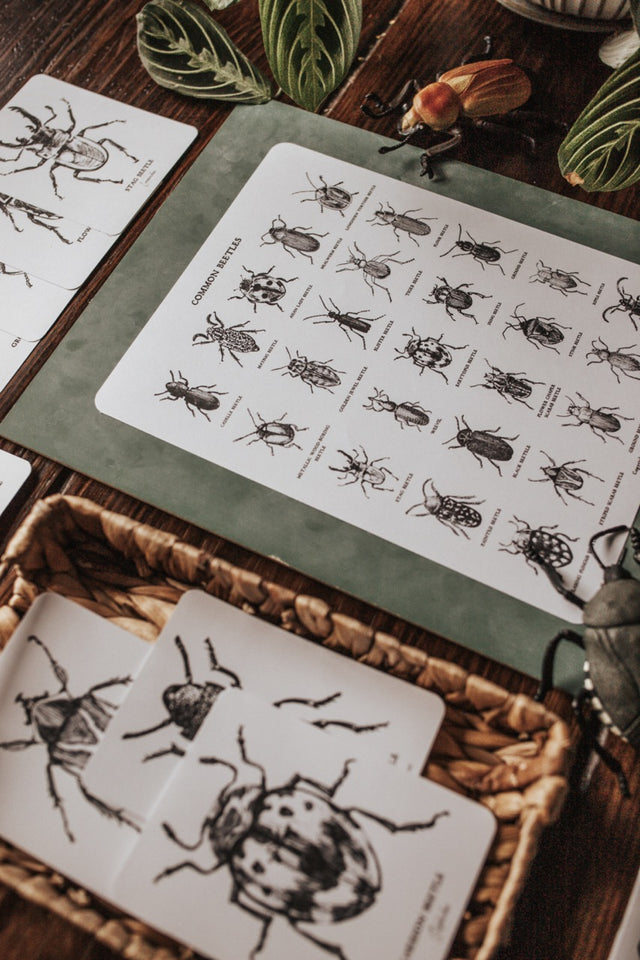 Beetles Poster and Flashcards – Harbor and Sprout