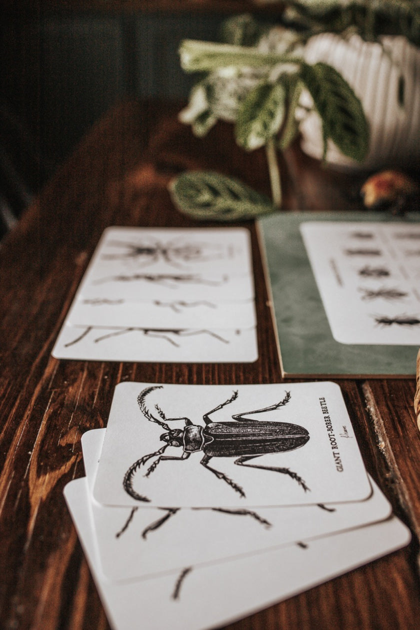Beetles Poster and Flashcards – Harbor and Sprout