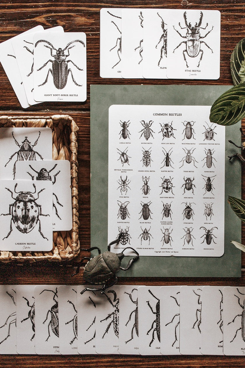 Beetles Poster and Flashcards – Harbor and Sprout