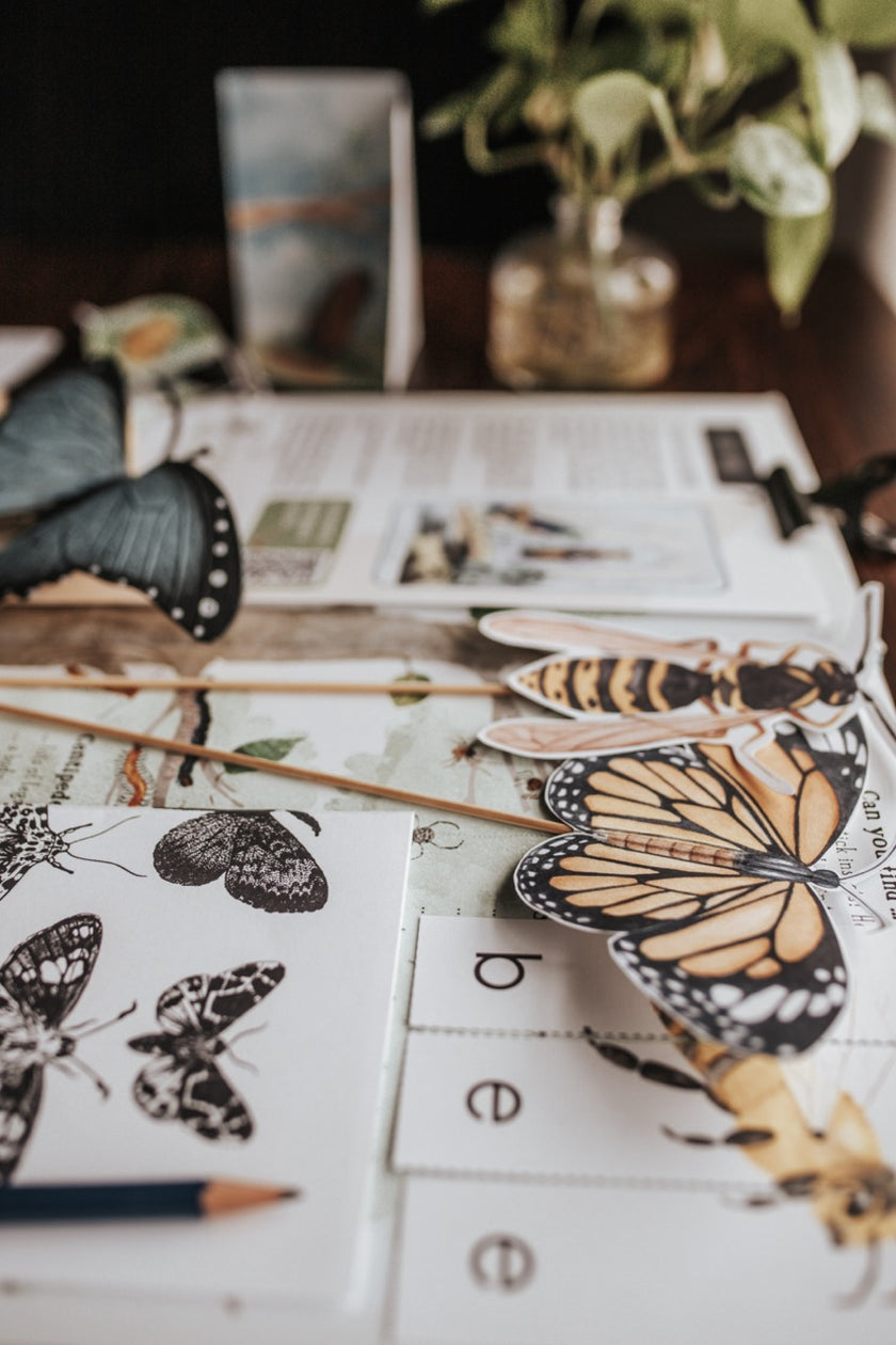 Entomology Patchwork Study – Harbor and Sprout