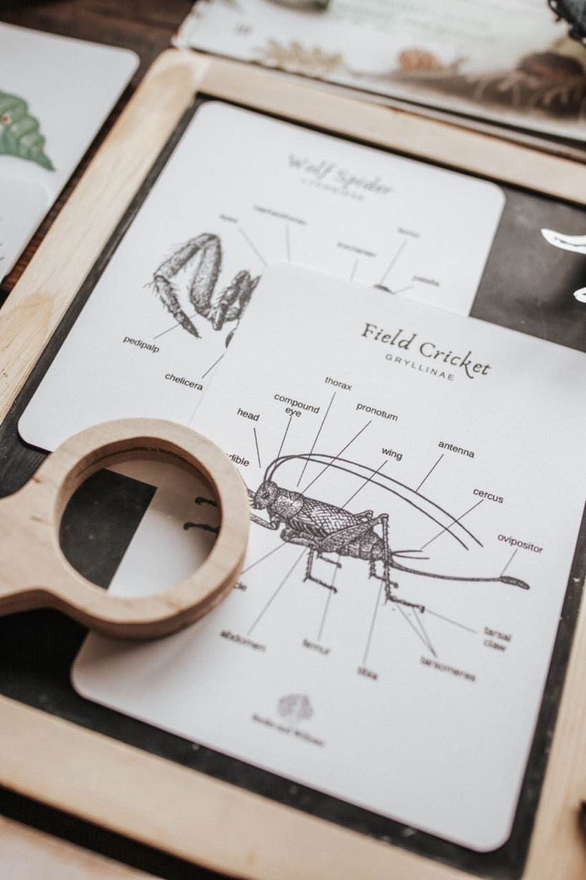 Entomology Elementary Unit Study – Harbor and Sprout