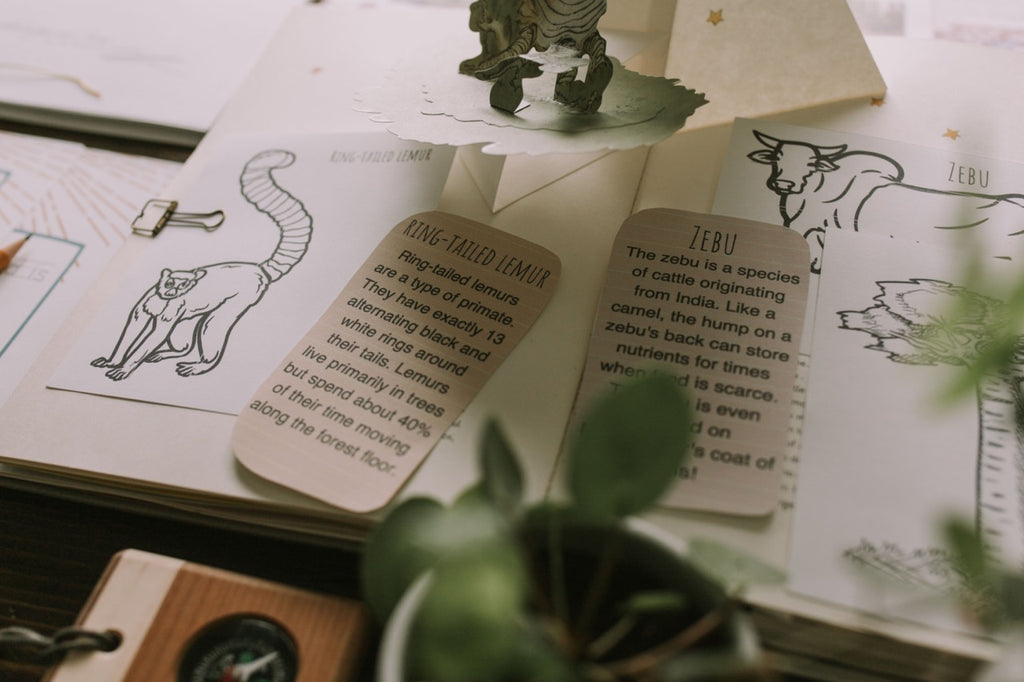 Madagascar Mini Unit – Harbor and Sprout