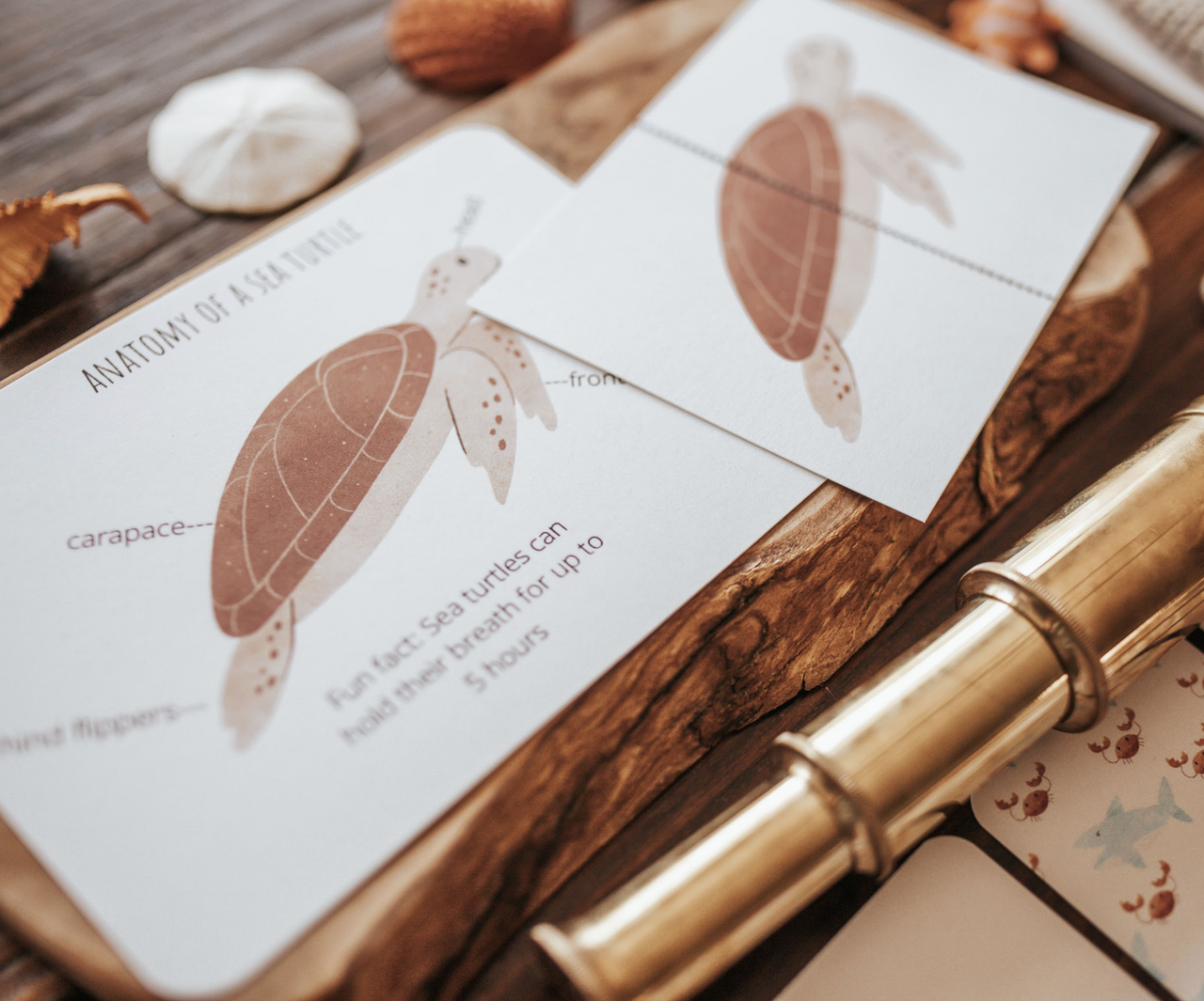 Discover the Ocean Activity Pack – Harbor and Sprout