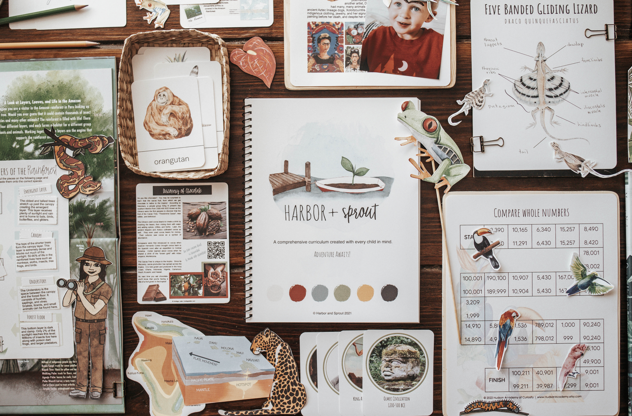 Tropical Ecology Patchwork Study – Harbor and Sprout